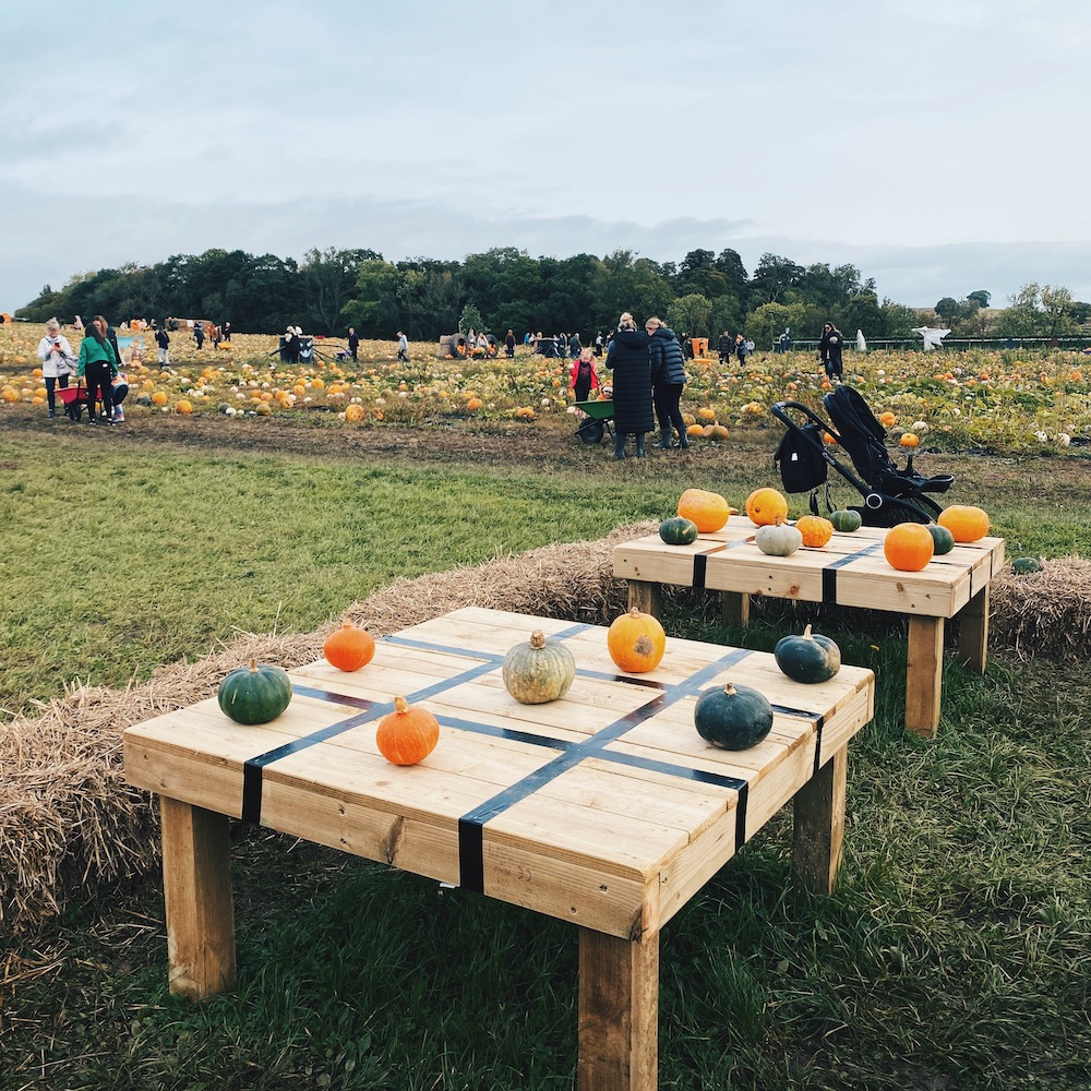 Pumpkin picking at Brocksbushes Farm in Northumberland - Newcastle Sparkles