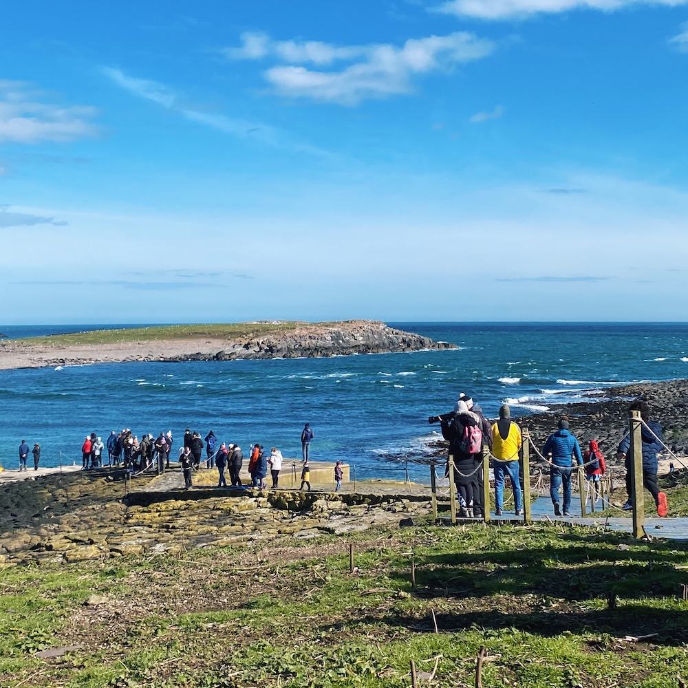 What you need to know before visiting the Farne Islands to spot puffins ...