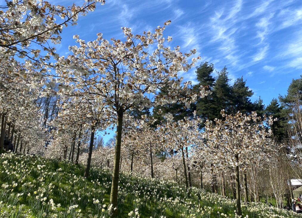 A pocket guide to the cherry blossom orchard at The Alnwick Garden ...