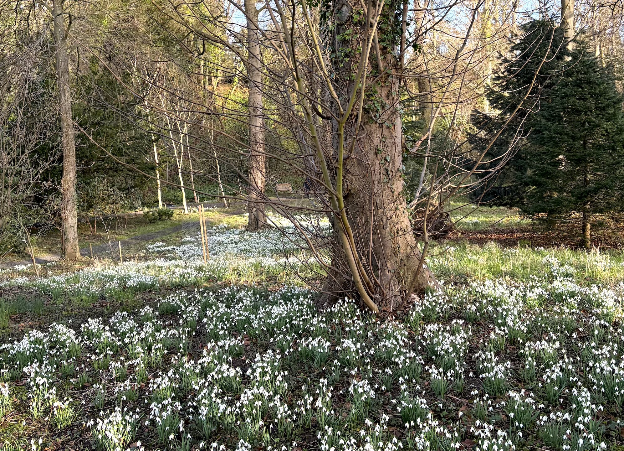 Snowdrop season at Howick Hall in Northumberland - Newcastle Sparkles